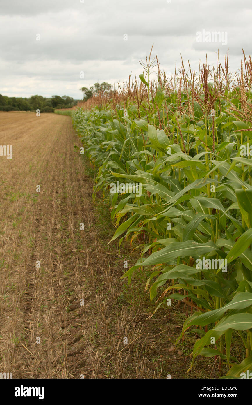 long view of agricultural maize crop Stock Photo - Alamy