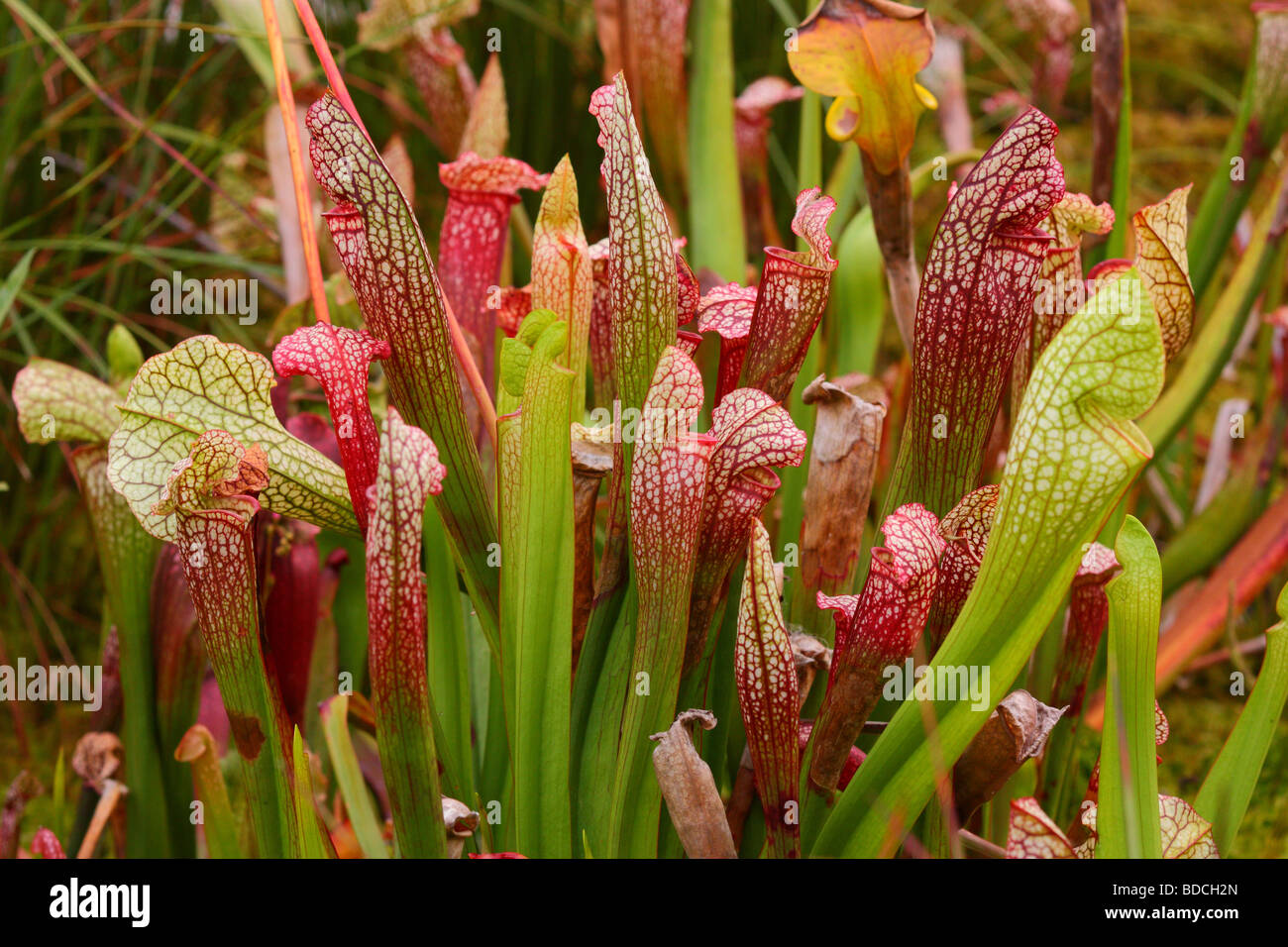 Red hooded pitcher plants Sarracenia purpurea Stock Photo - Alamy