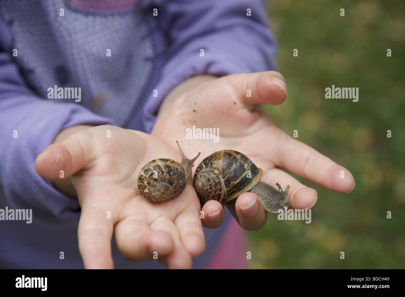 Hand holding snails hi-res stock photography and images - Alamy