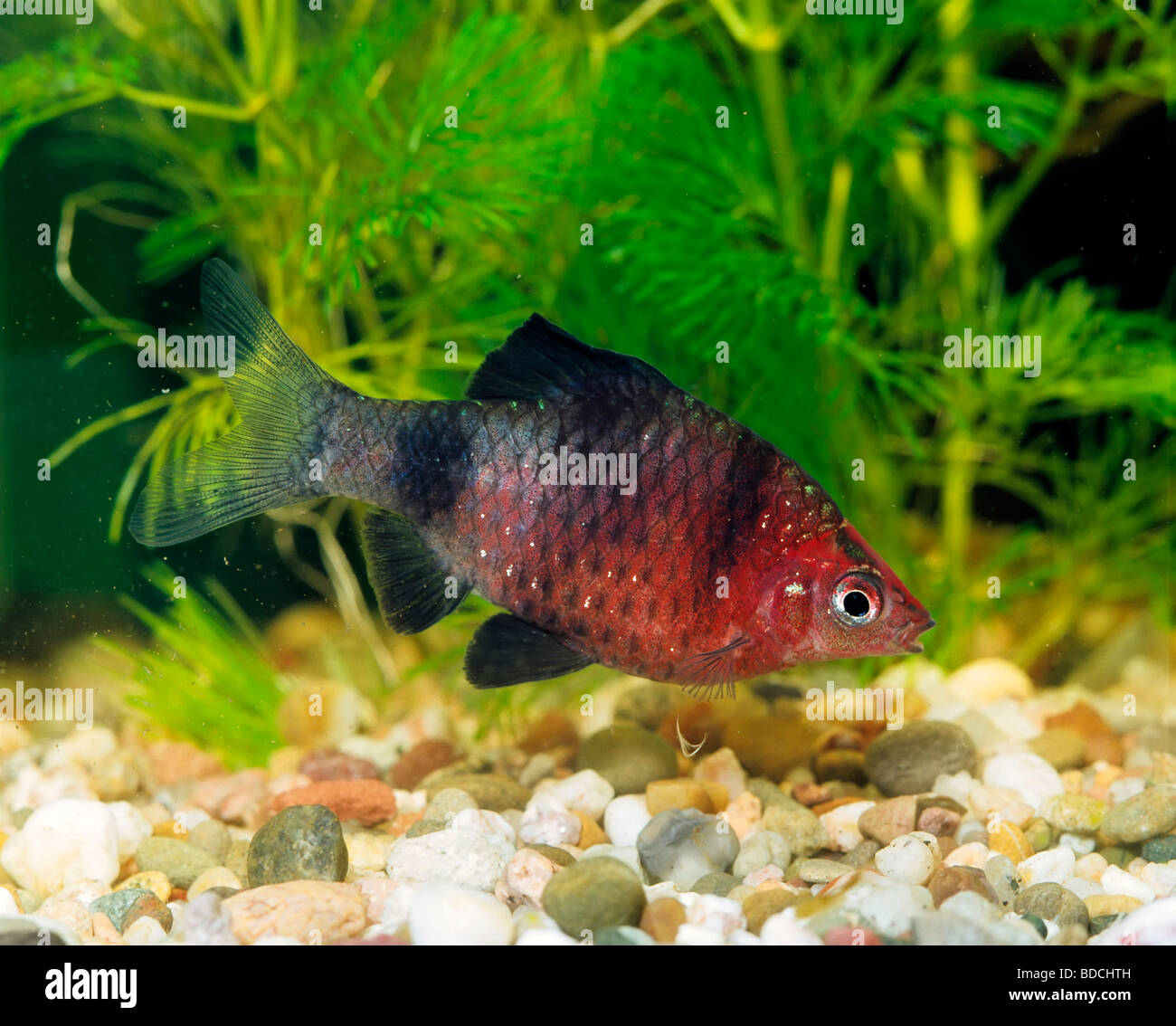 Barbus nigrofasciatus hi-res stock photography and images - Alamy