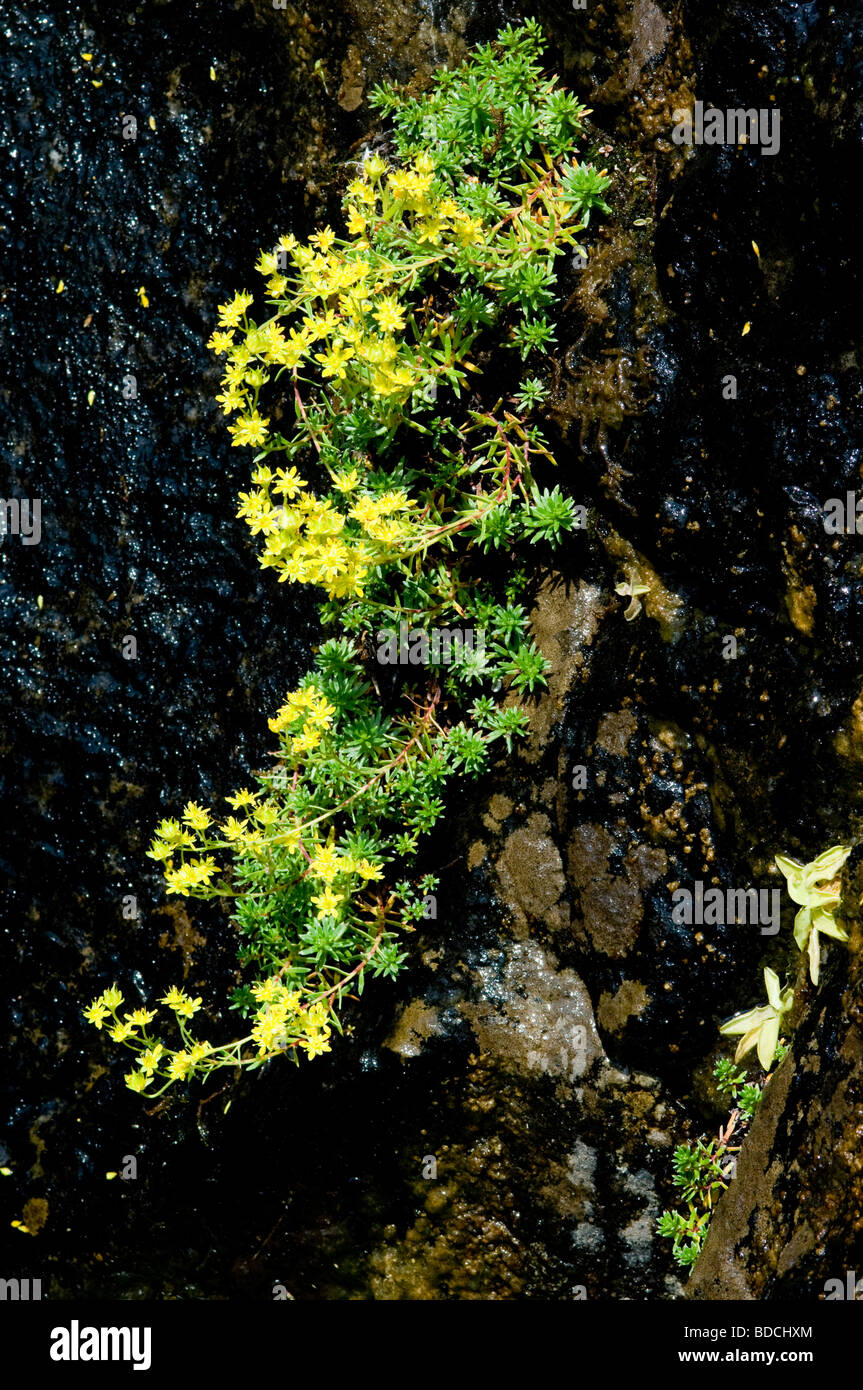 Yellow mountain saxifrage hi-res stock photography and images - Alamy