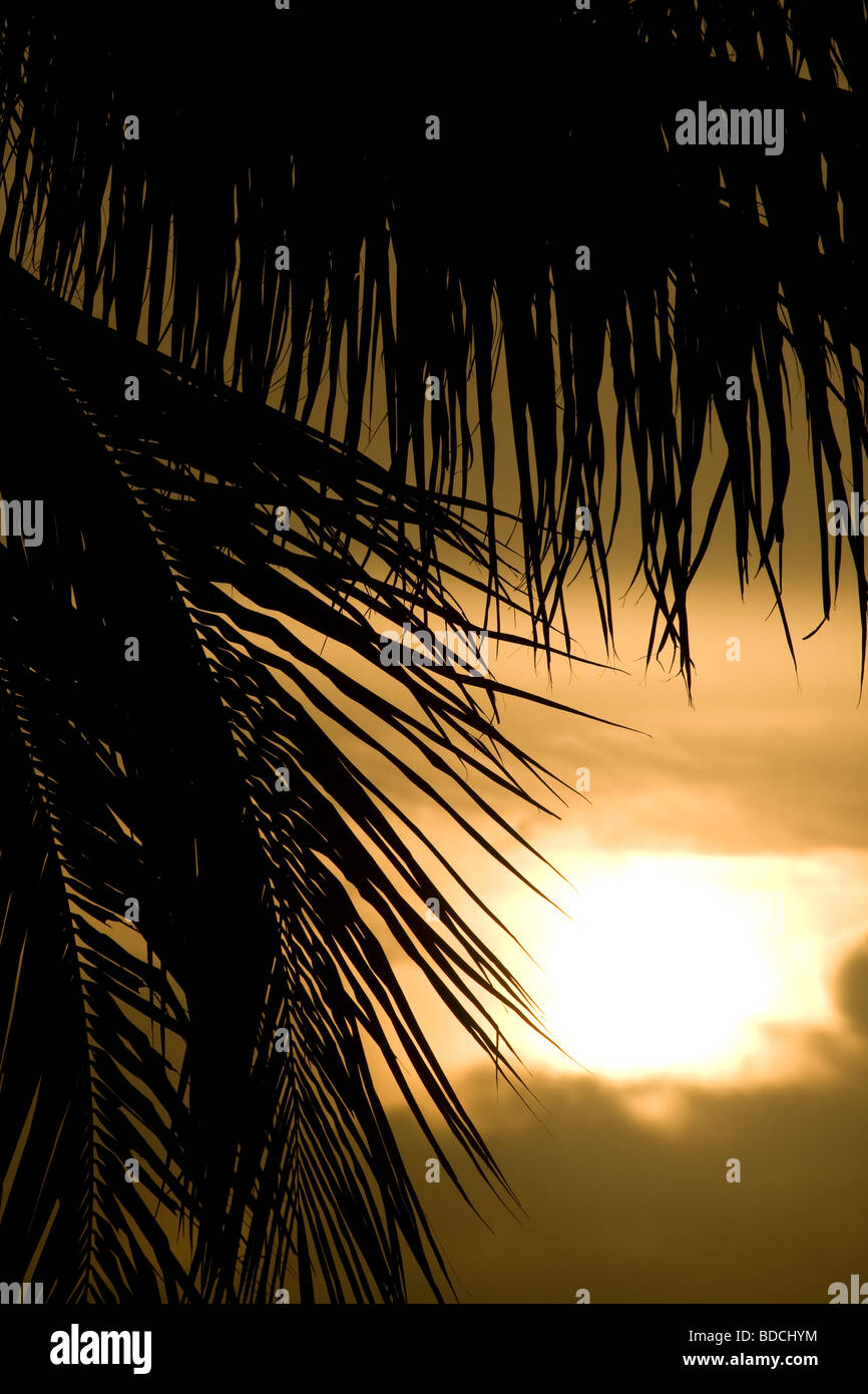 Sunset behind palm tree hi-res stock photography and images - Alamy