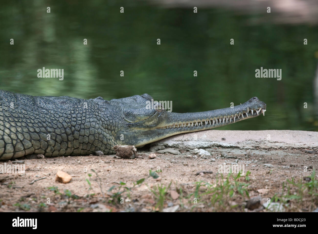 Indian Crocodile, Gharial (gavialis gangeticu Stock Photo - Alamy