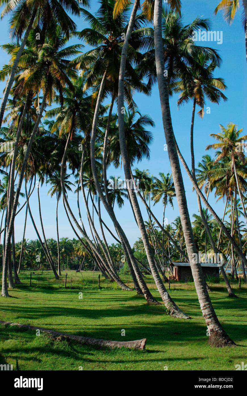 coconut trees from kerala ; india Stock Photo - Alamy