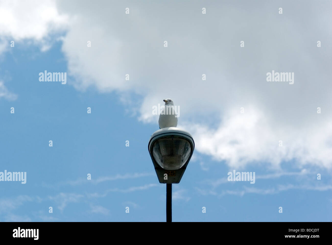 Ring Billed Gull on street lamp Stock Photo - Alamy