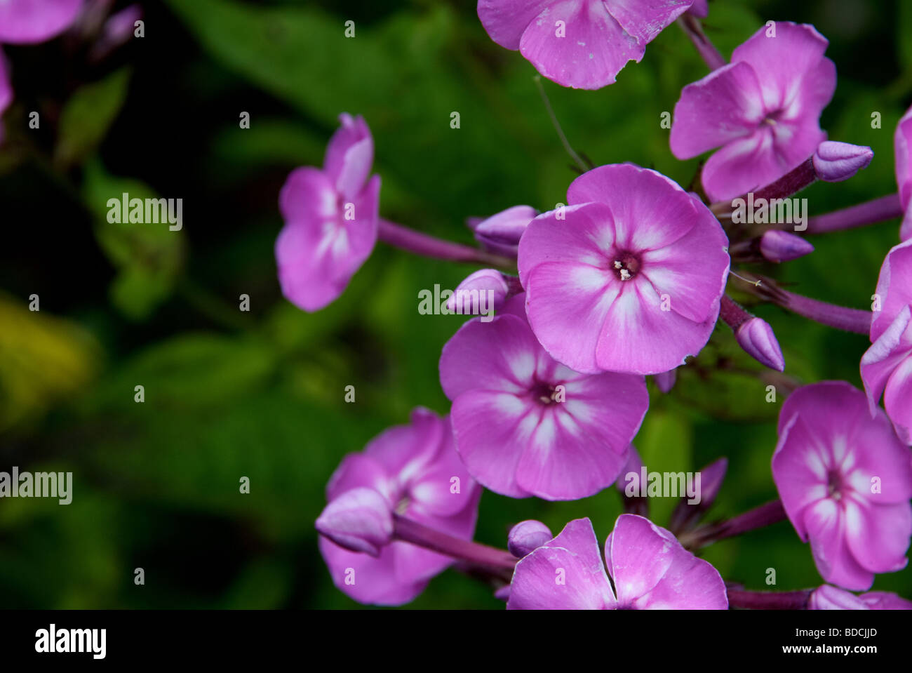 Girly pink color hi-res stock photography and images - Alamy