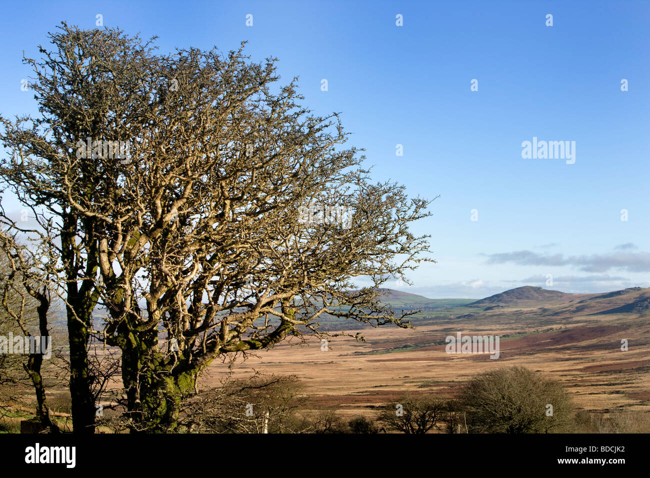 Wind swept tree hi-res stock photography and images - Alamy