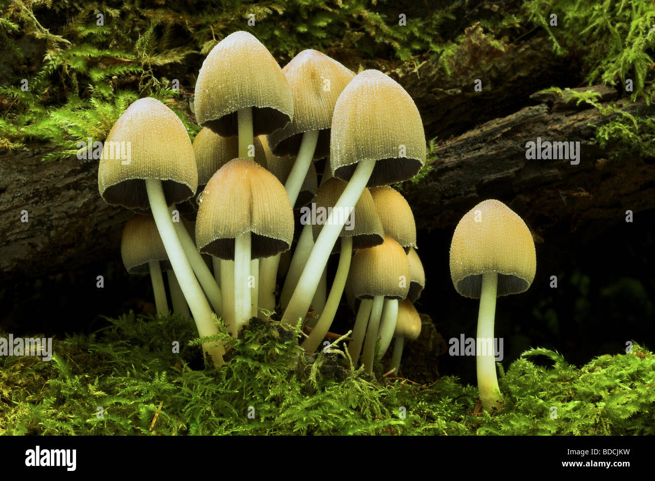 Coprinus Micaceus