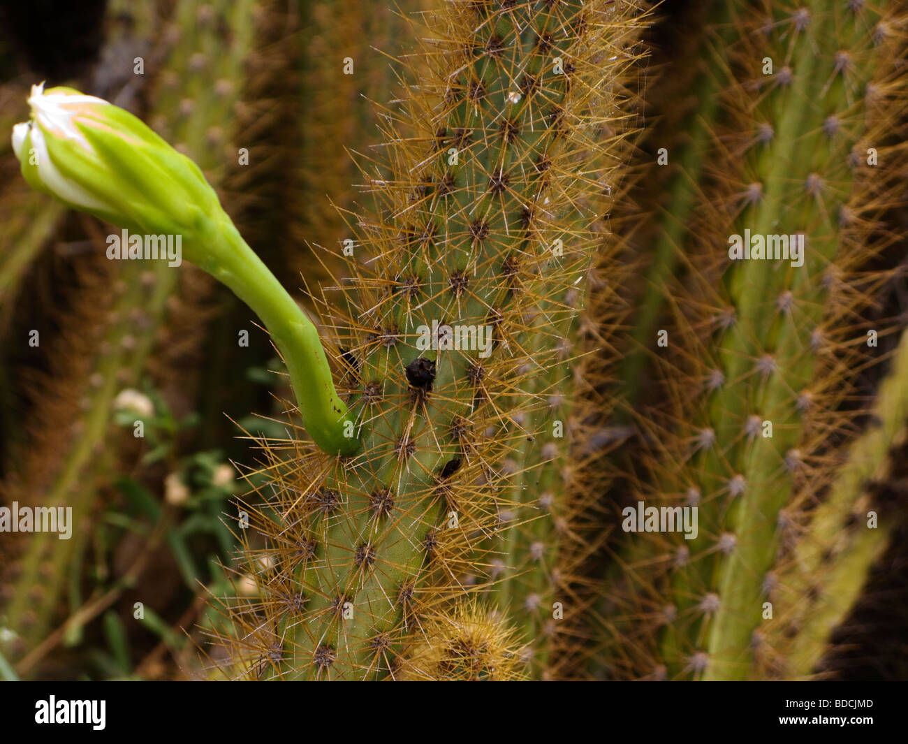 Cactus flower Fernando de Noronha Brazil Stock Photo - Alamy