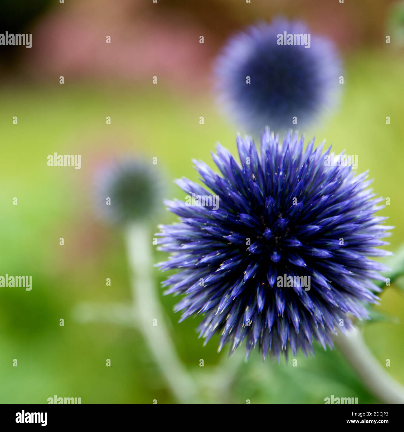 blue flowers with shallow depth of field Stock Photo - Alamy
