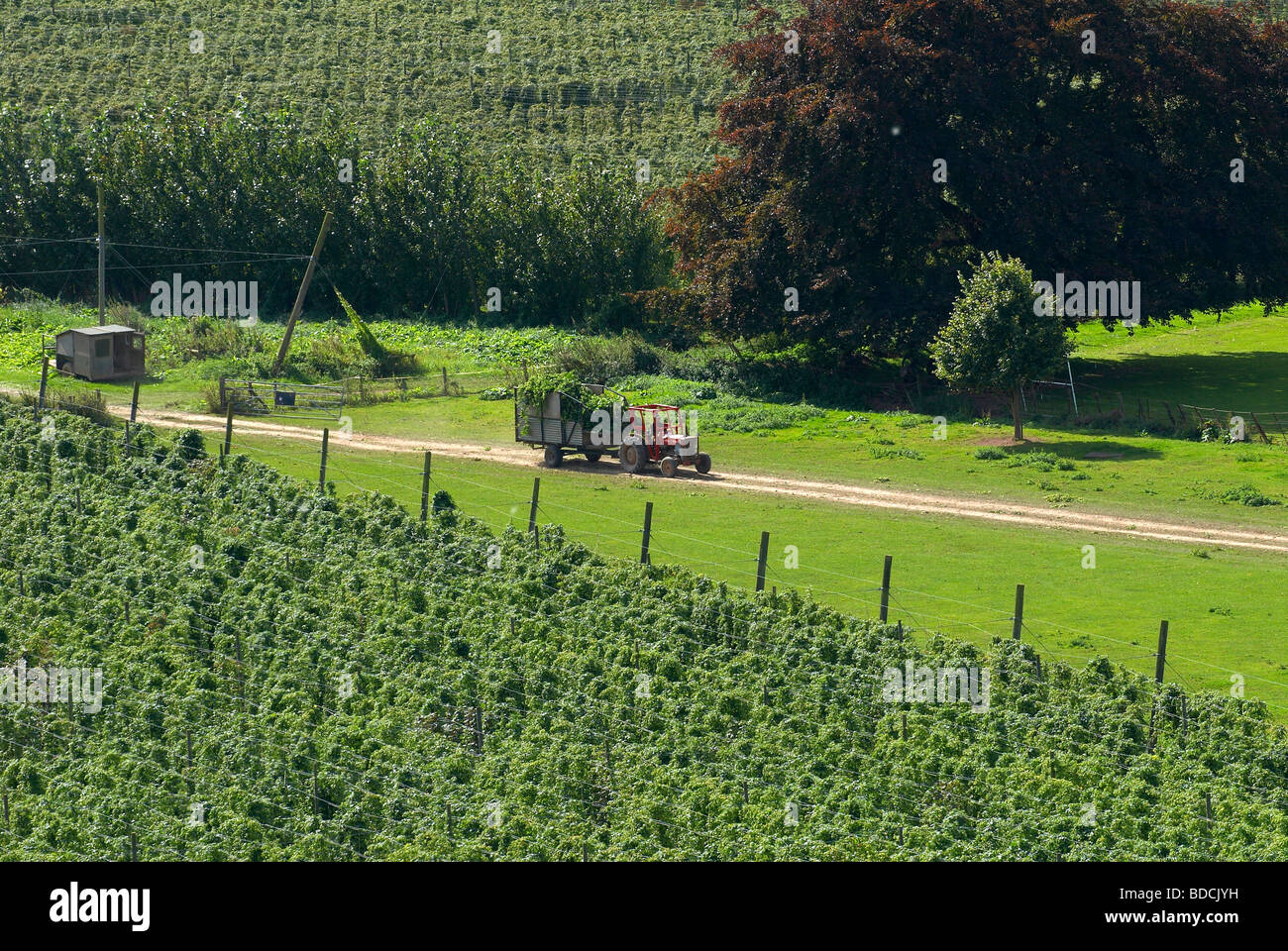 Harvesting of hops hi-res stock photography and images - Alamy