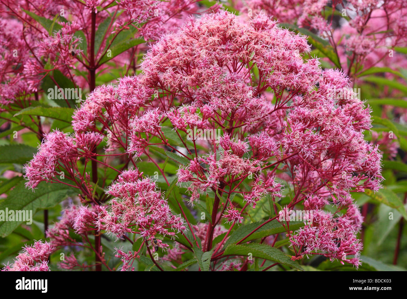 Eupatorium Maculatum Flower Flowering joe pye weed (Eupatorium ...