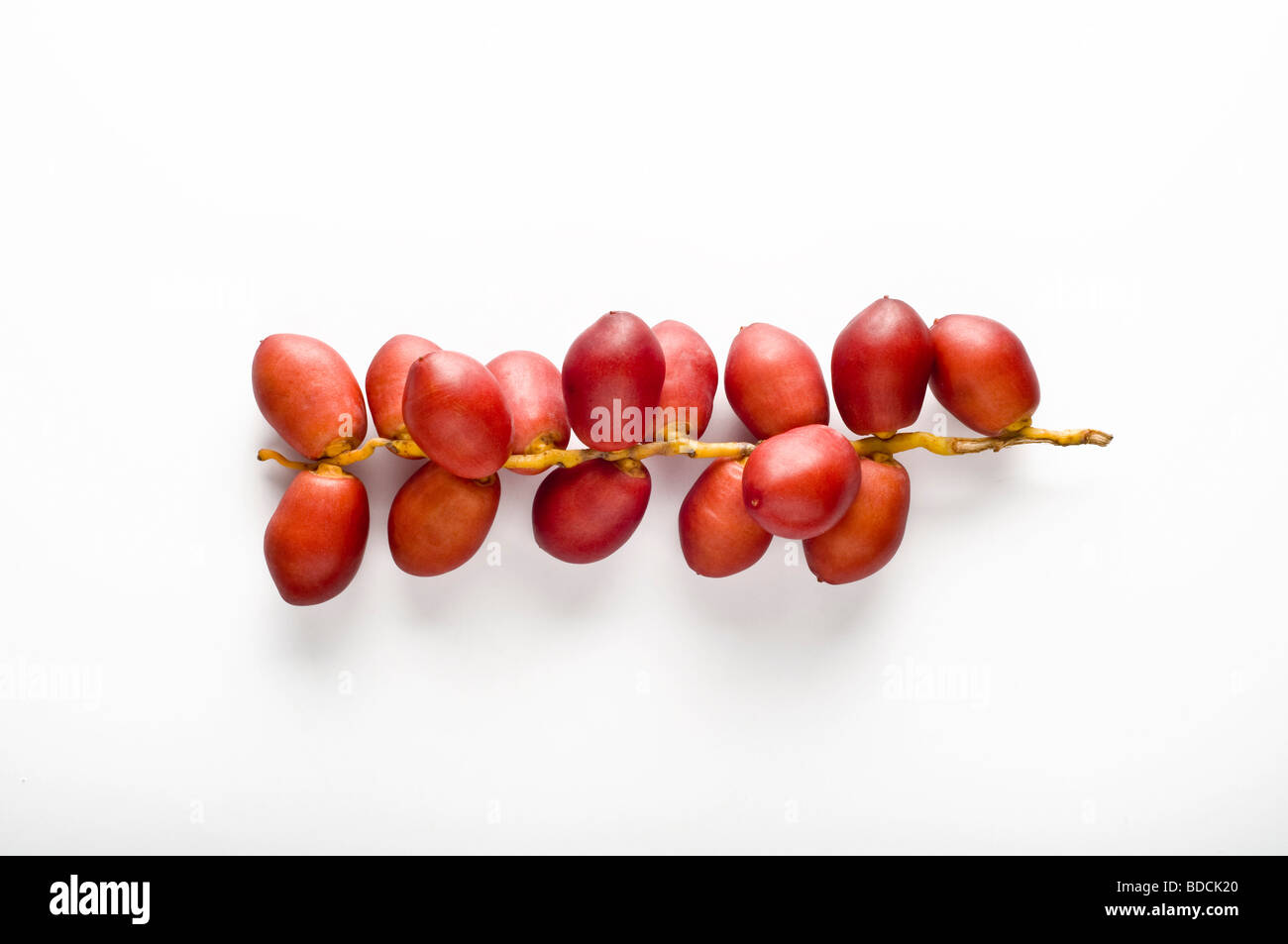 A bunch of red, raw dates on white background Stock Photo - Alamy