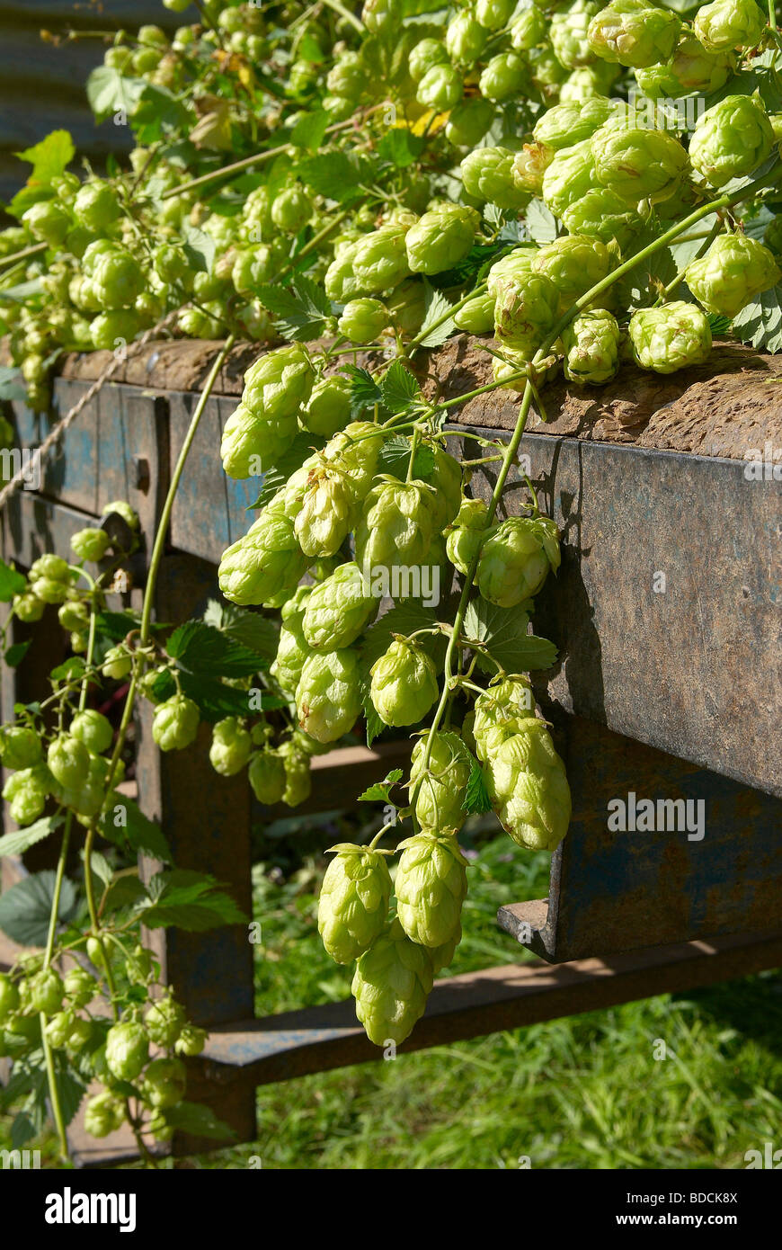 harvested hops on a trailer Stock Photo - Alamy