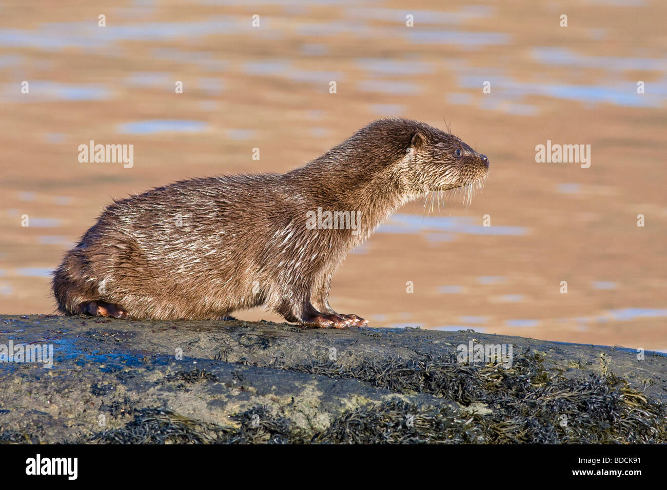 Otter (Lutra lutra), standing in profile with autumnal reflection in ...