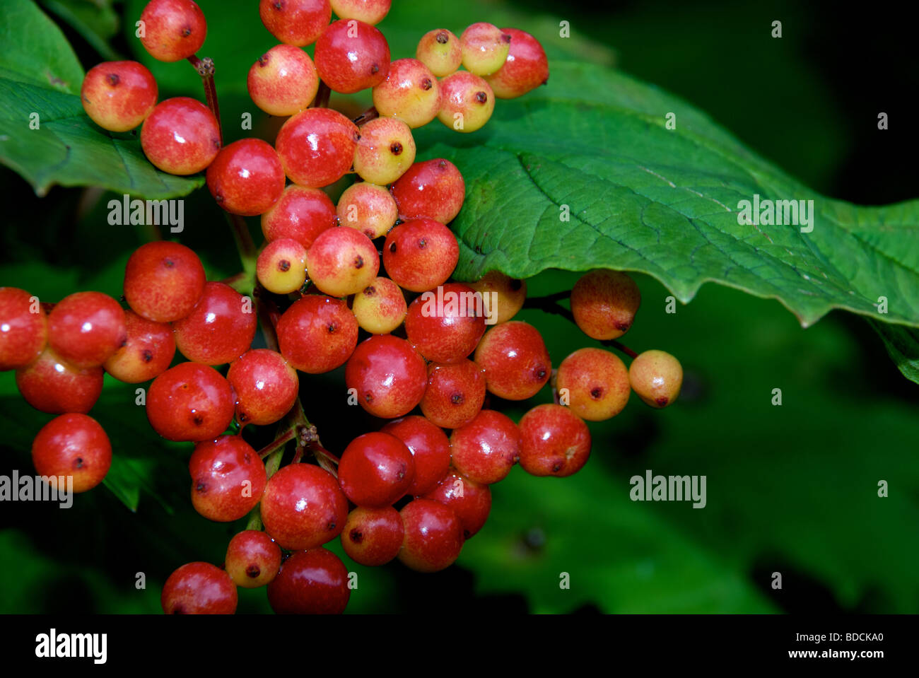 red berries and leaves Stock Photo - Alamy