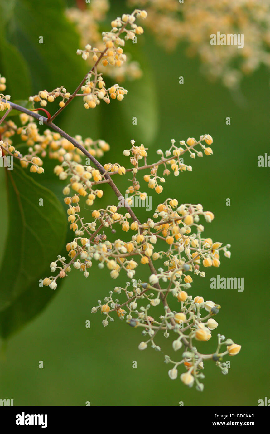 Chinese pearlbroom tree flower close up Poliothyrsis sinensis Stock ...