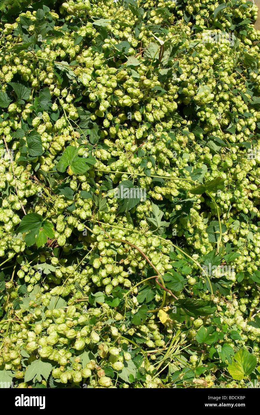 Hops farm hi-res stock photography and images - Alamy