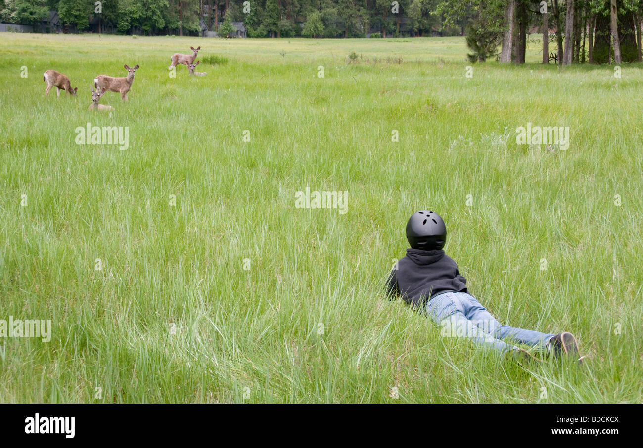 Young boy watching deer in a meadow Stock Photo - Alamy