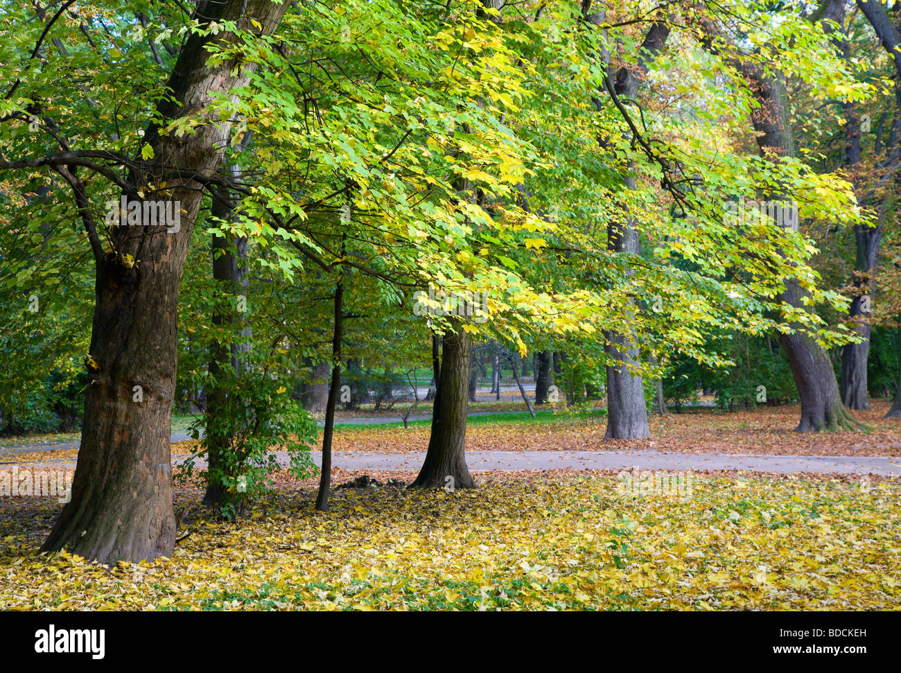 Golden tree foliage and pedestrian path in autumn city park Stock Photo ...