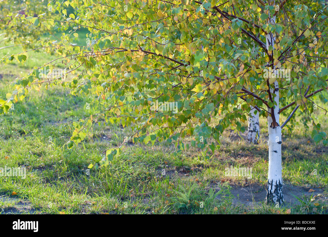 Small birch tree in autumn city park Stock Photo - Alamy