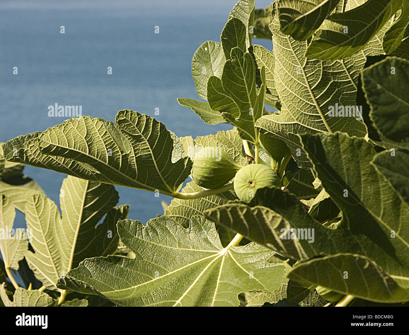 fig, figs, fig-tree, fruit, Adriatic, Croatia, Dalmatia, tree, water ...