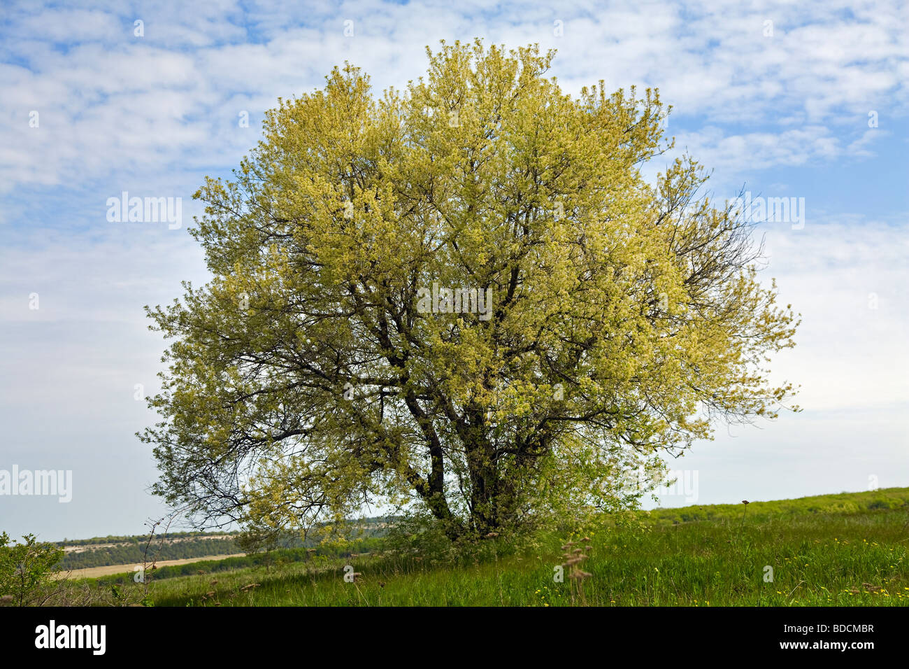 blossom spring lonely tree on sky background Stock Photo - Alamy