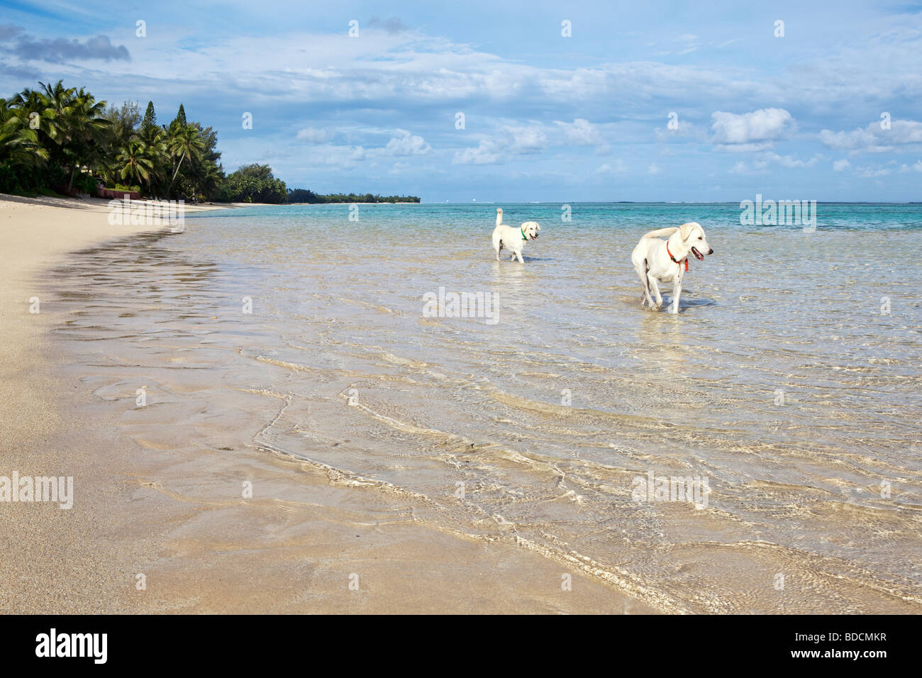 Dogs on a beach on Rarotonga, Cook Islands Stock Photo - Alamy