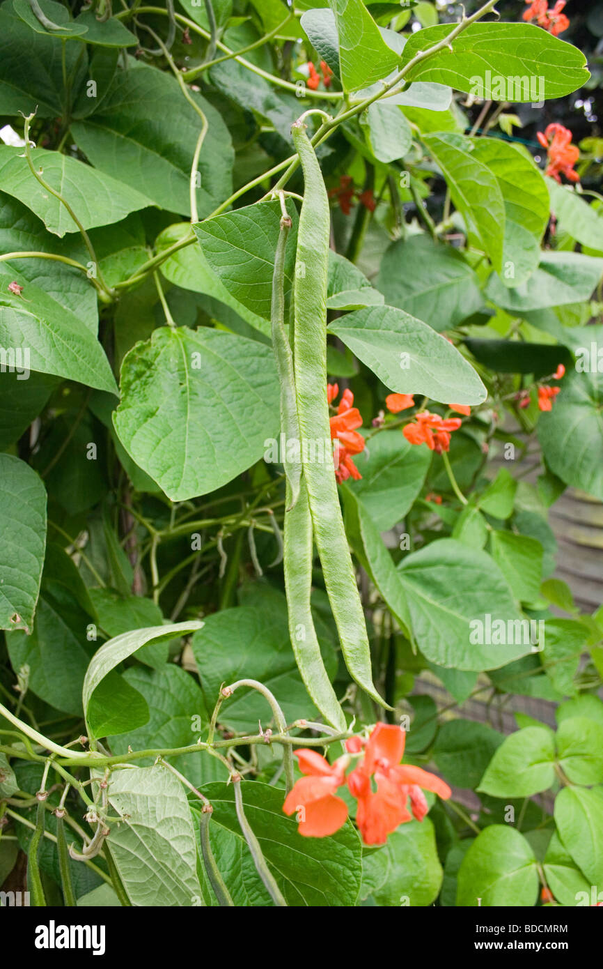 Michael bean hi-res stock photography and images - Alamy