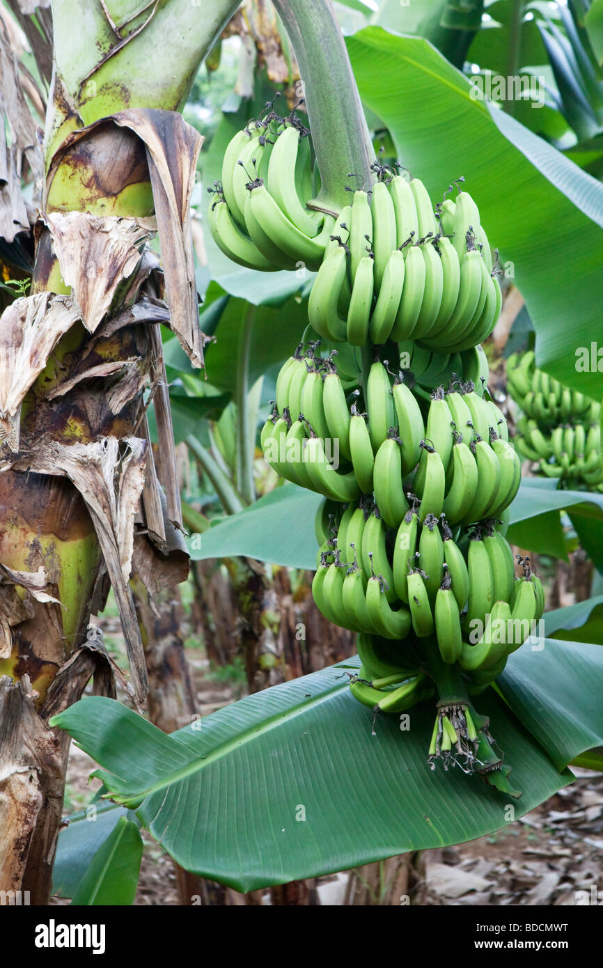 Tropical fruit rarotonga cook islands hi-res stock photography and ...