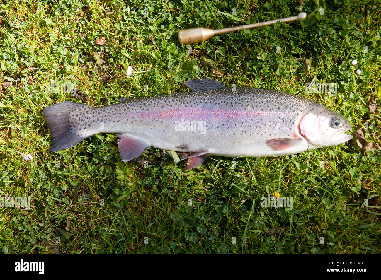 Rainbow trout caught at Meon Springs trout fishery Hampshire England ...