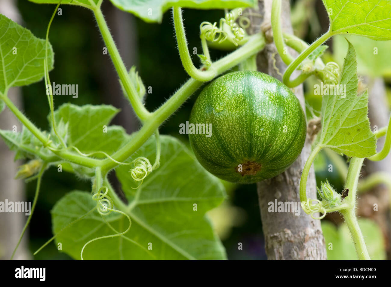 Cucurbita Stem High Resolution Stock Photography and Images - Alamy
