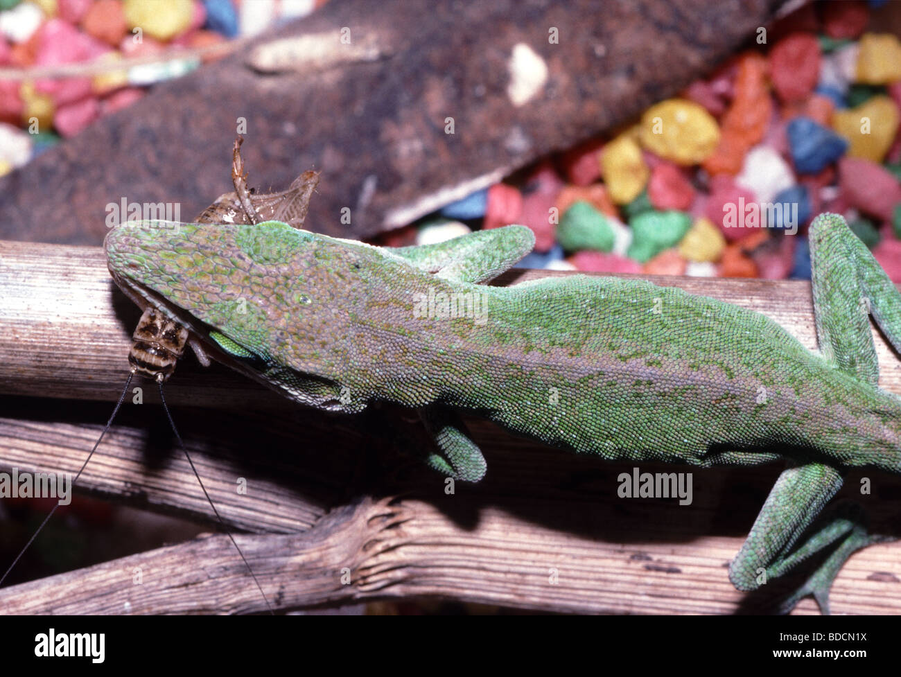 pet Anole lizard, Anolis carolinensis, bought in Woolworths store eats ...