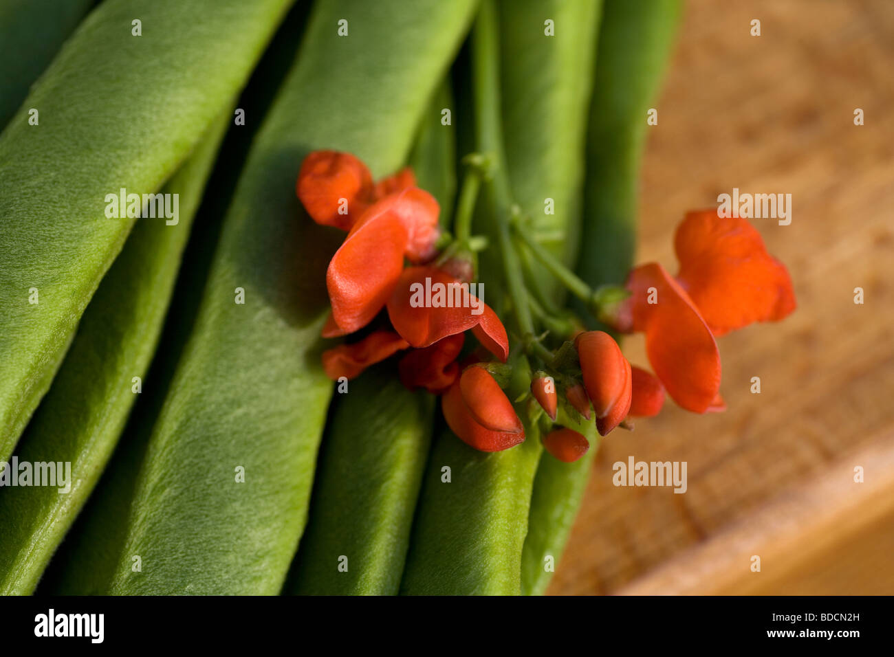 Close up of home grown freshly picked runner beans with red flowers ...