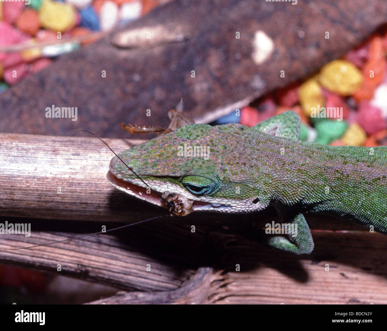 Green Anole Eating Crickets