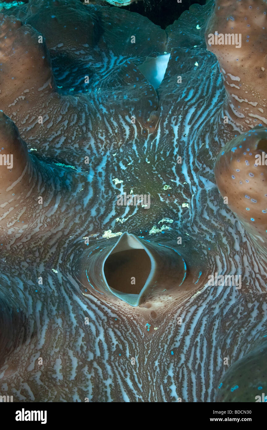 Clam siphon hi-res stock photography and images - Alamy