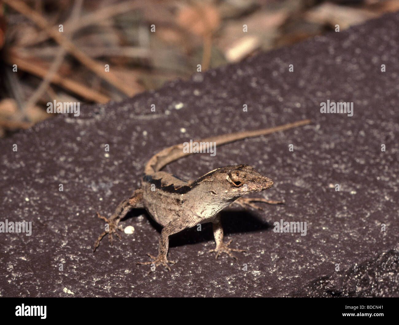 Anole lizard in Bradenton Florida Stock Photo - Alamy