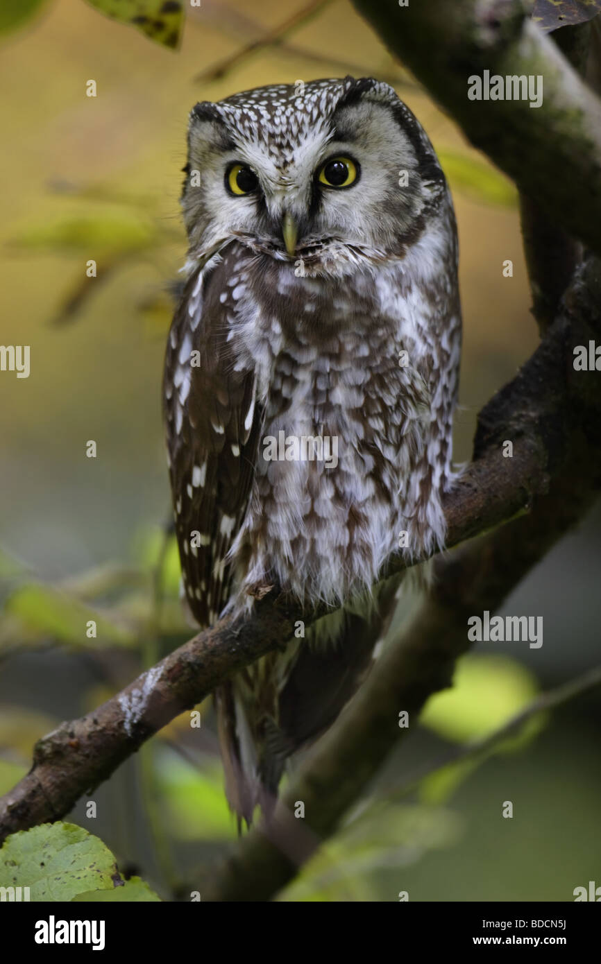 Rauhfußkauz (Aegolius funereus) Tengmalm's Owl Stock Photo - Alamy