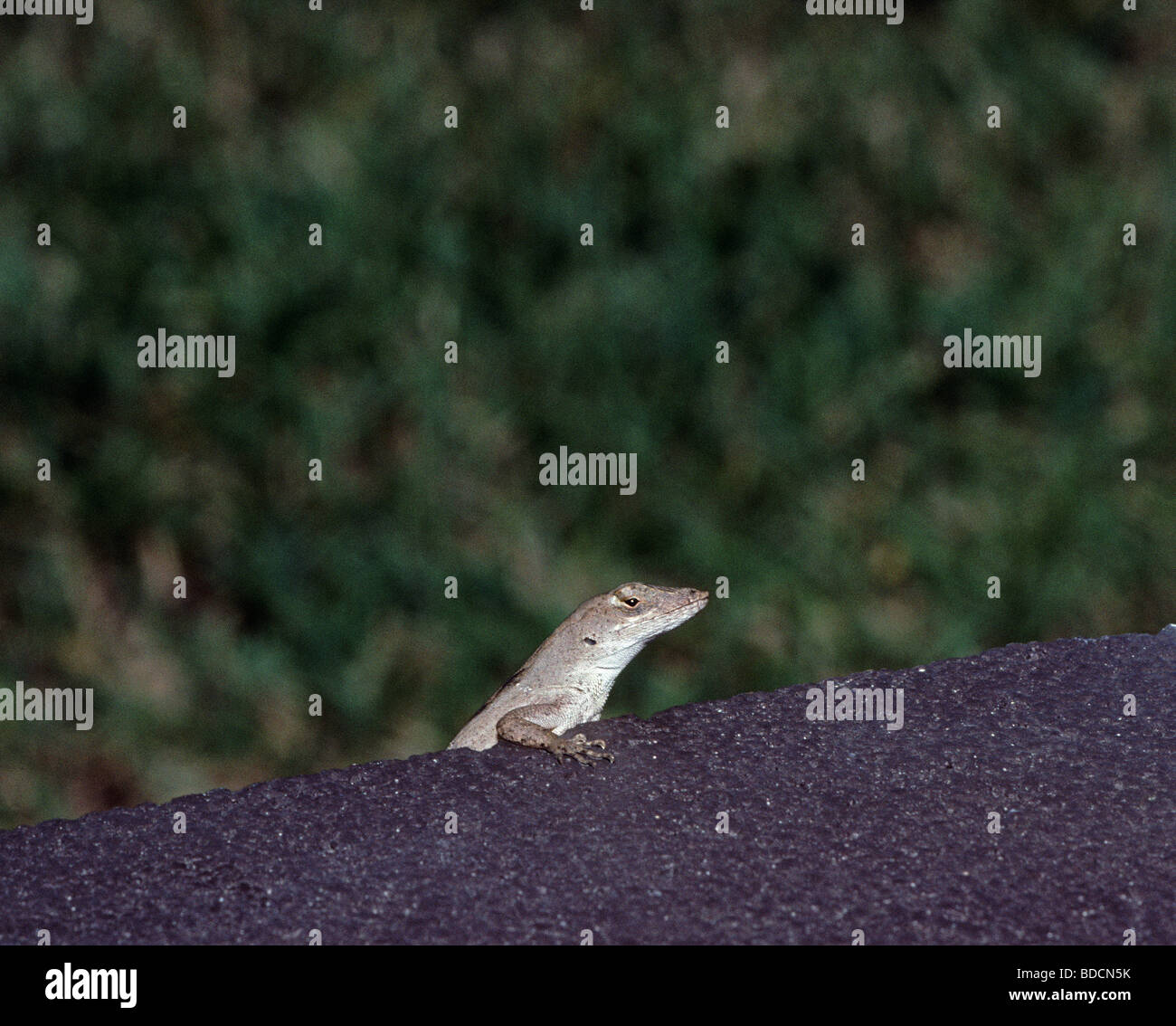 Anole lizard in Bradenton Florida Stock Photo - Alamy