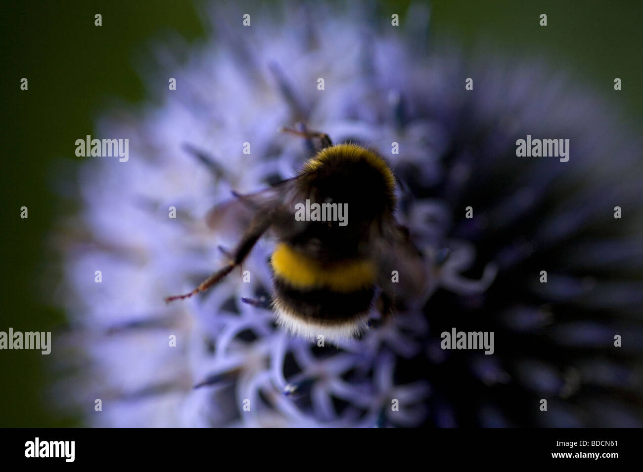Busy as a Bee. Buff Tailed Bumble Bee collecting pollen from an open ...
