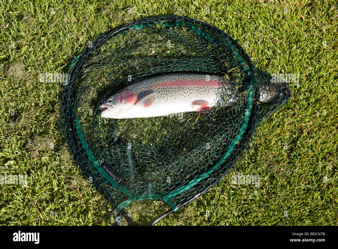 Rainbow trout caught at Meon Springs trout fishery Hampshire England ...