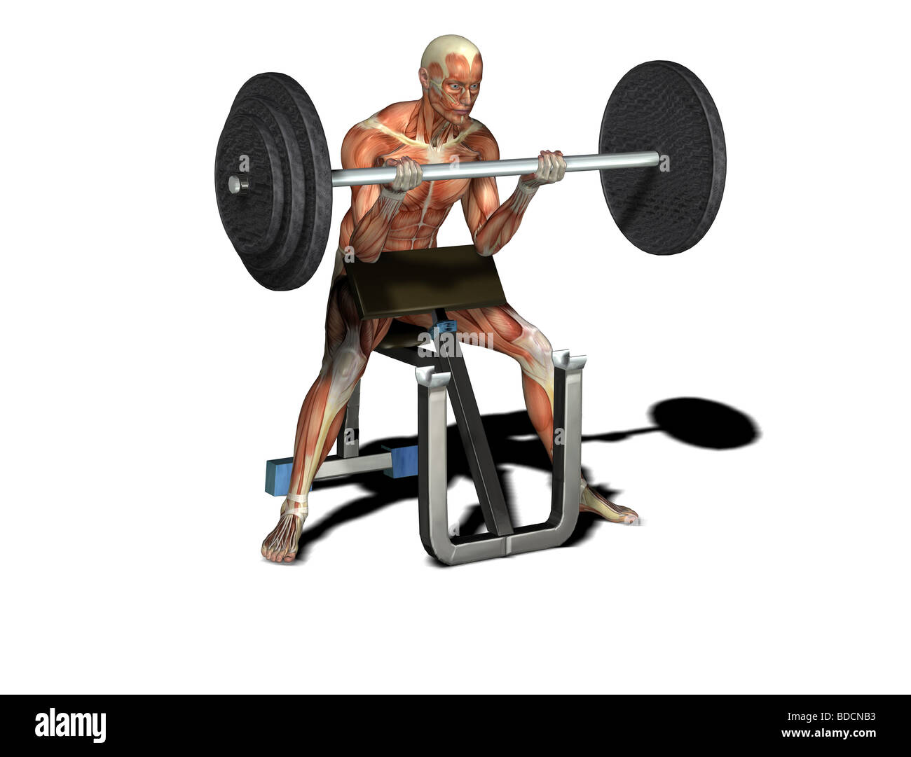 muscle man as weightlifter Stock Photo - Alamy