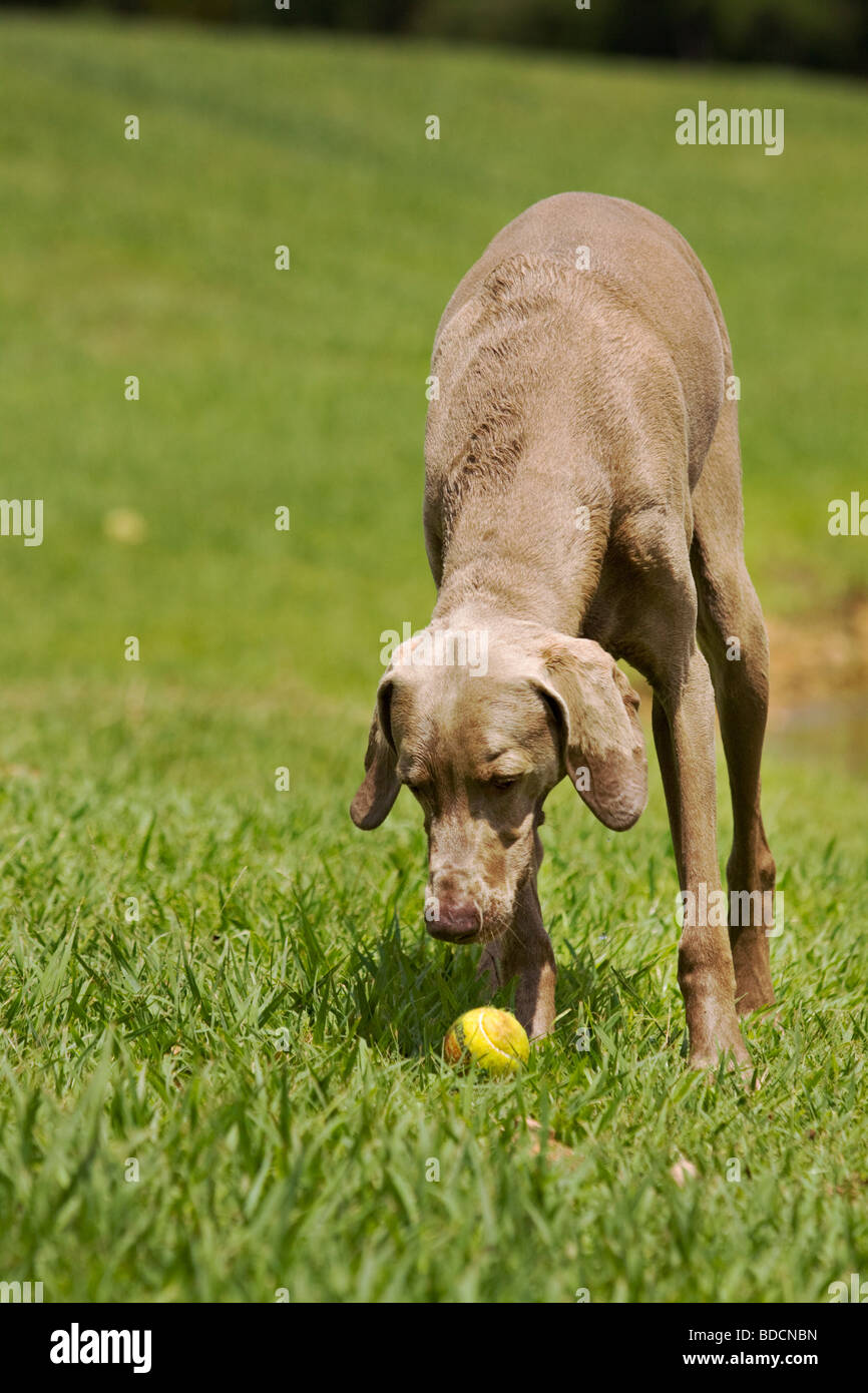 Retrieving a ball hi-res stock photography and images - Alamy