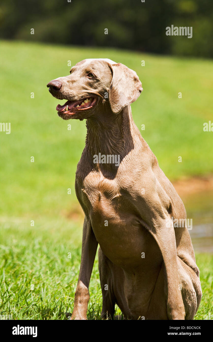 Weimaranar sitting at attention Stock Photo - Alamy