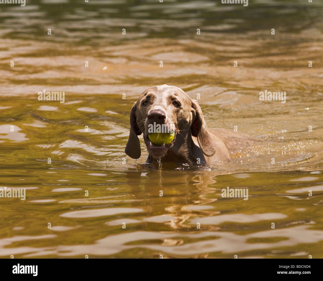 A Weimaraner is retrieving a tennis ball from the water Stock Photo - Alamy