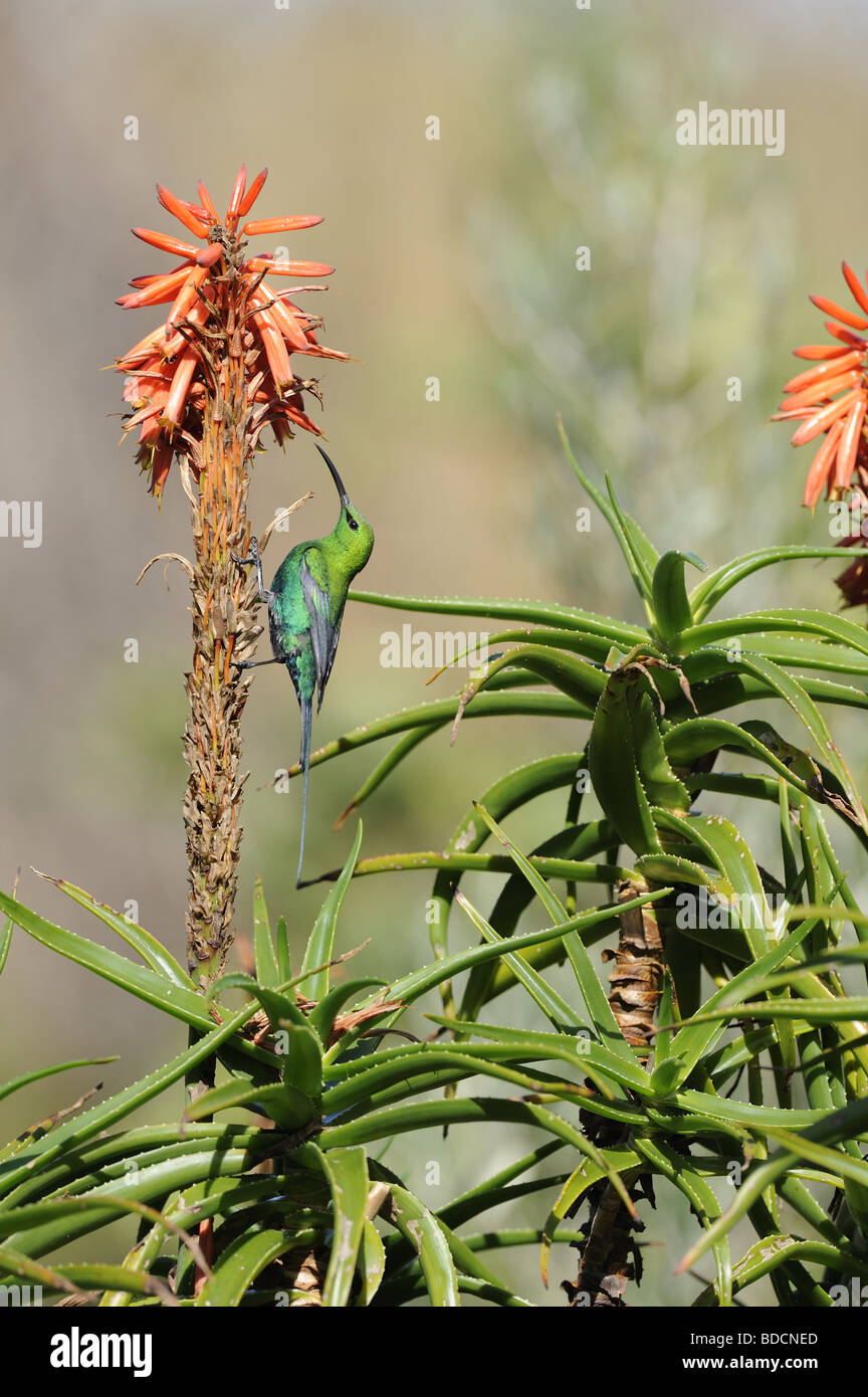 Fynbos feeding sunbird hi-res stock photography and images - Alamy