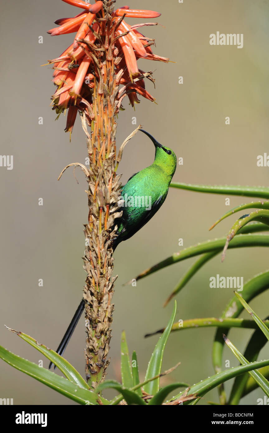 Fynbos feeding sunbird hi-res stock photography and images - Alamy