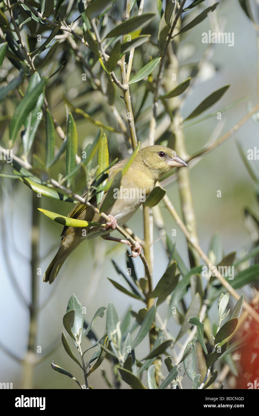 Female masked weaver hi-res stock photography and images - Alamy