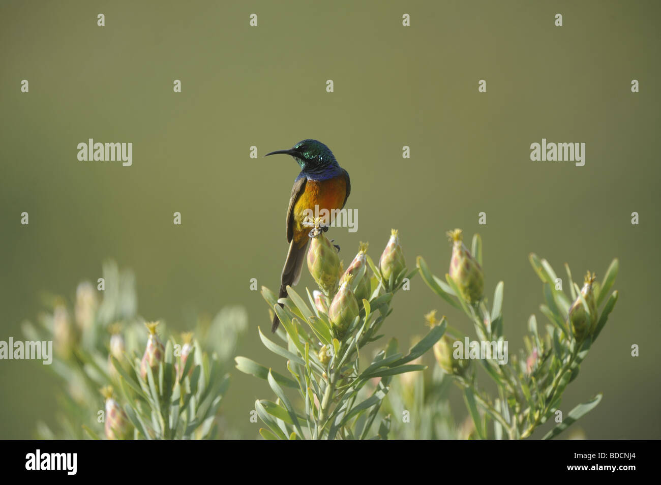 Male Orange Breasted Sunbird Stock Photo - Alamy