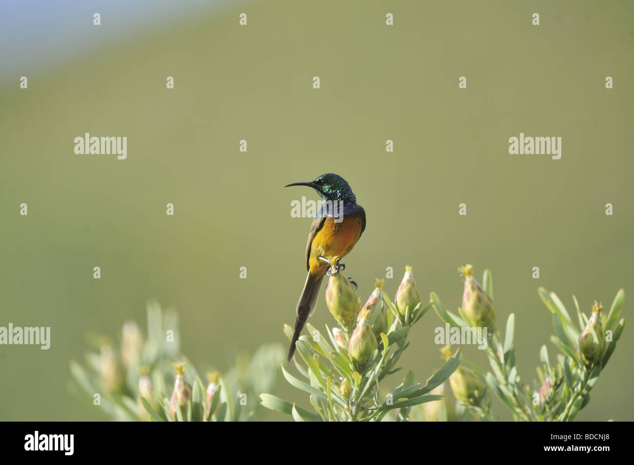 Orange breasted sunbird hi-res stock photography and images - Alamy